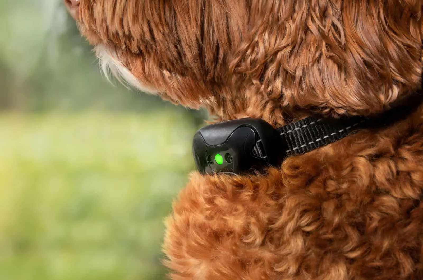 The Pros and Cons of E-Collars in Dog Training - MCS Dog Training