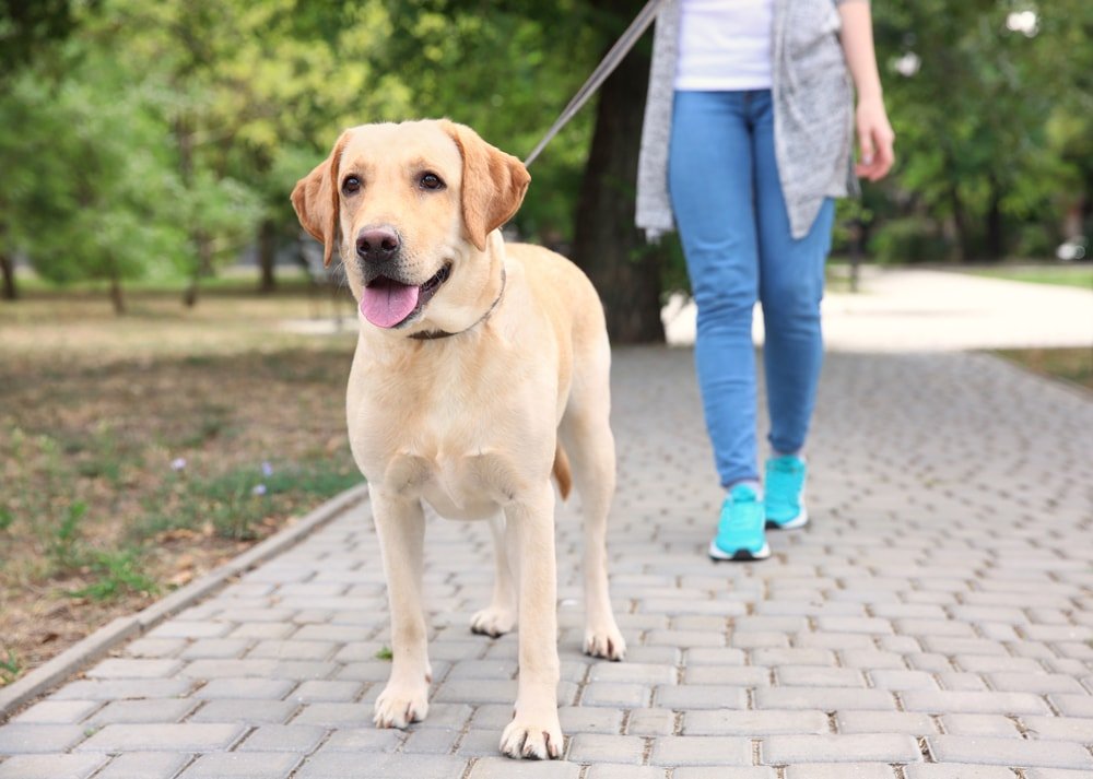 The structured walk - MCS Dog Training